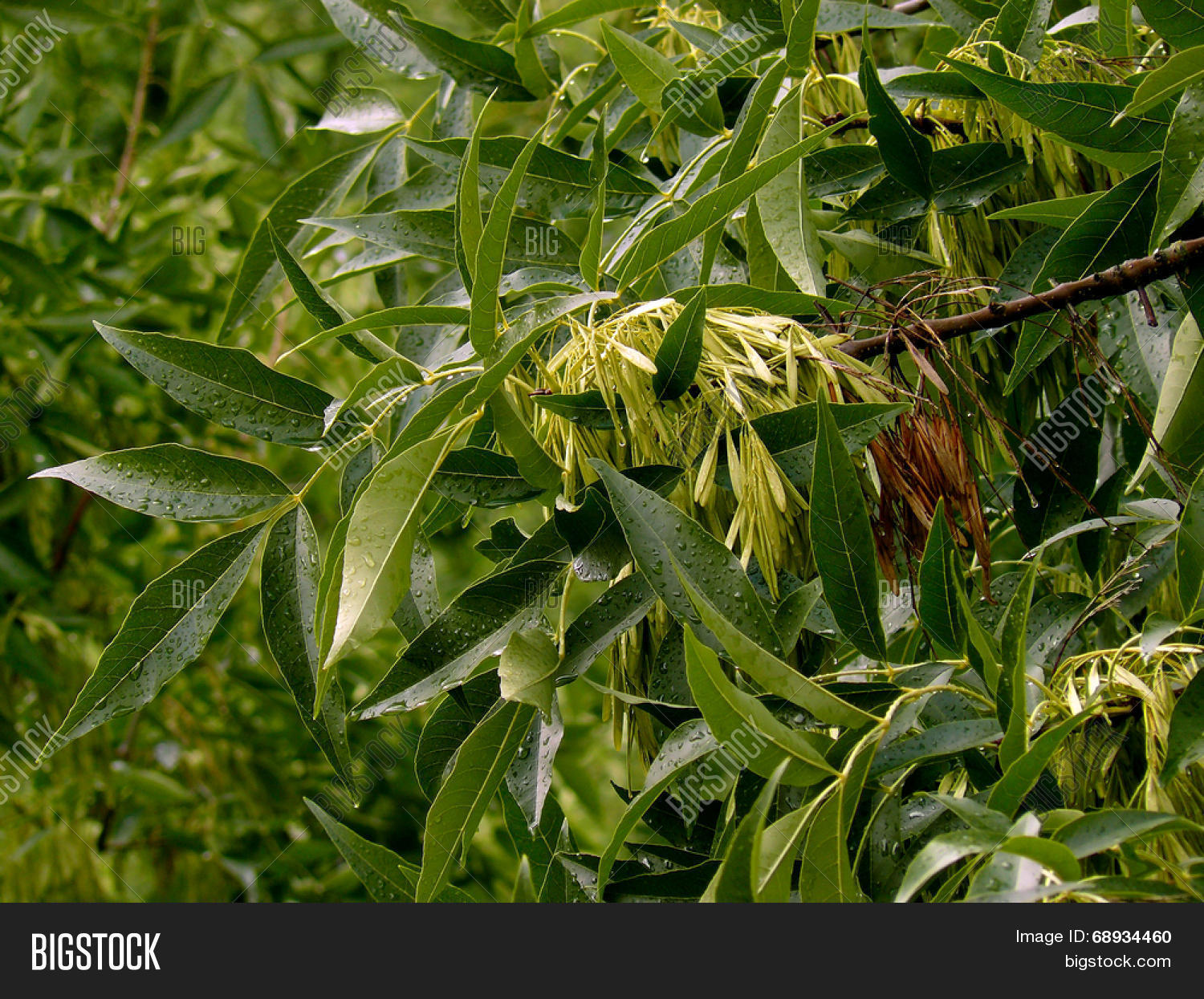 Fraxinus Pennsylvanica Image & Photo (Free Trial) | Bigstock