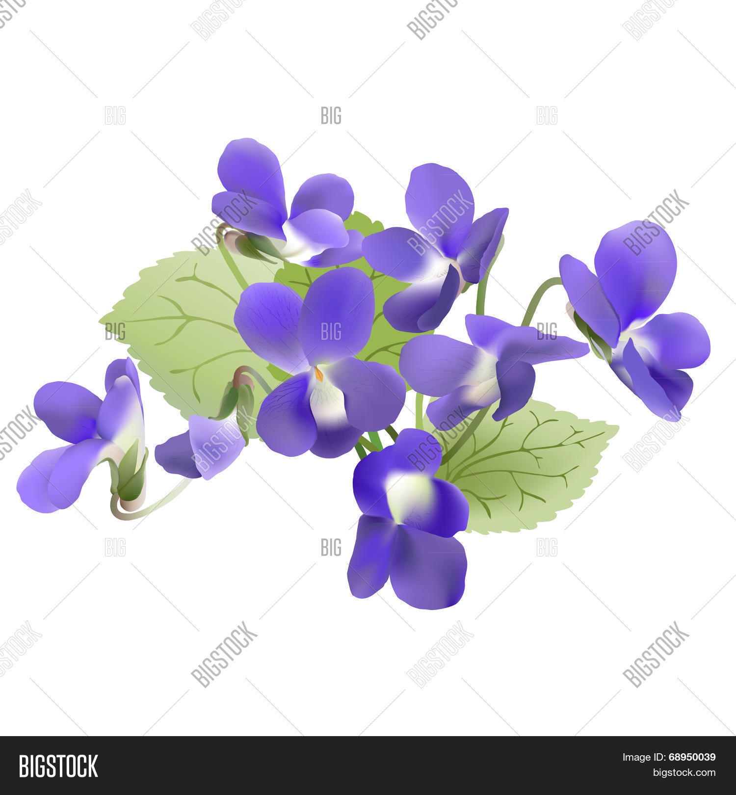 Violets Vector & Photo (Free Trial) | Bigstock