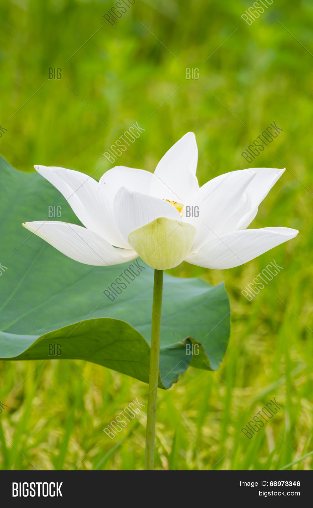 White Lotus Rice Field Image & Photo (Free Trial) | Bigstock