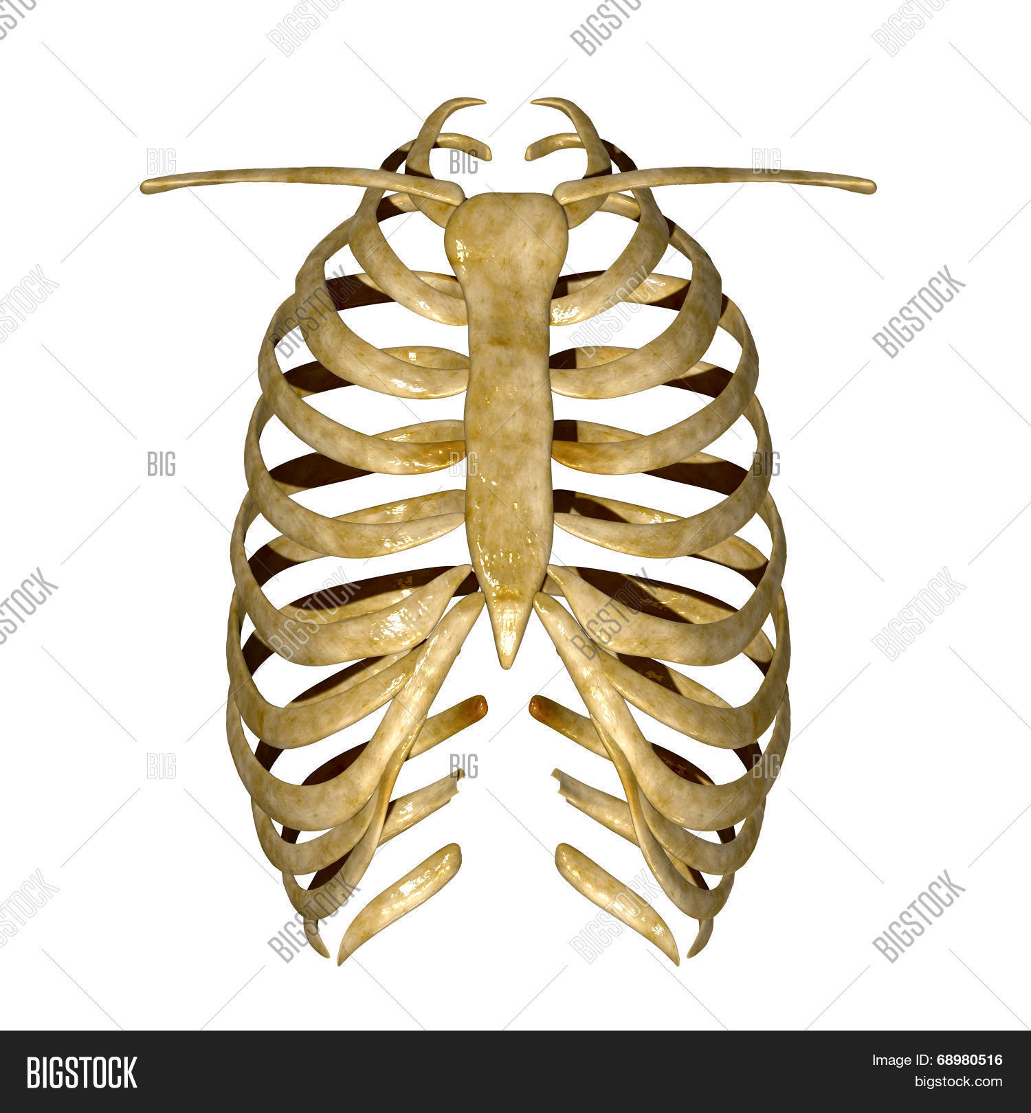 Rib Cage Image & Photo (Free Trial) | Bigstock