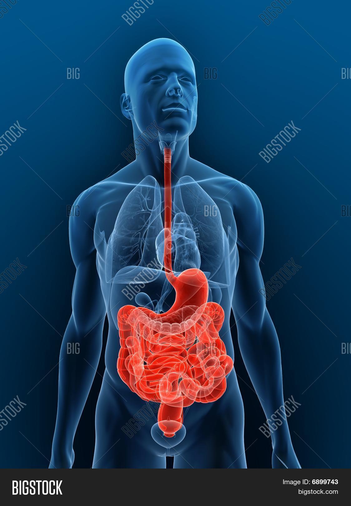 Highlighted Digestive Image & Photo (Free Trial) | Bigstock