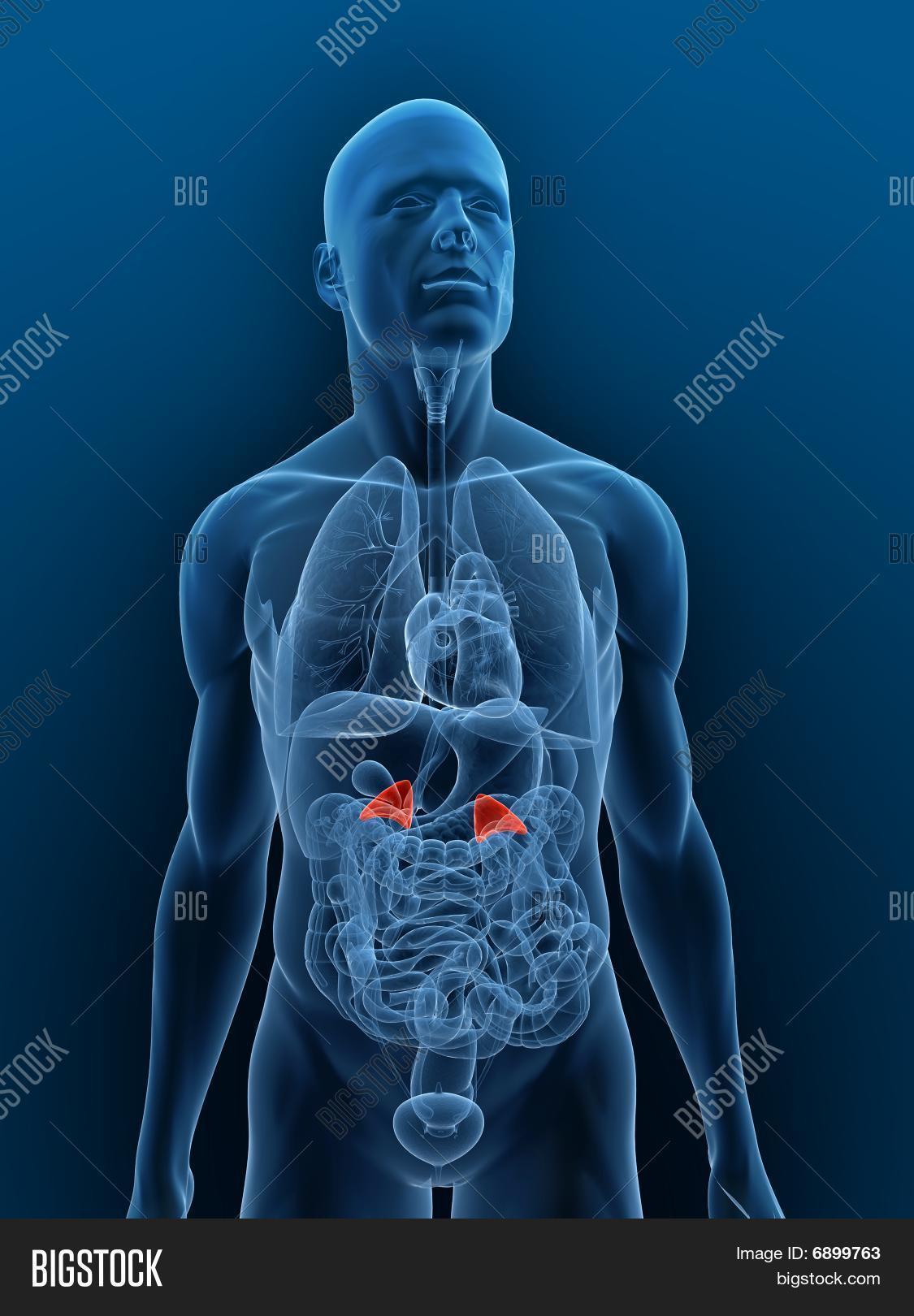 Adrenal Glands Image & Photo (Free Trial) | Bigstock