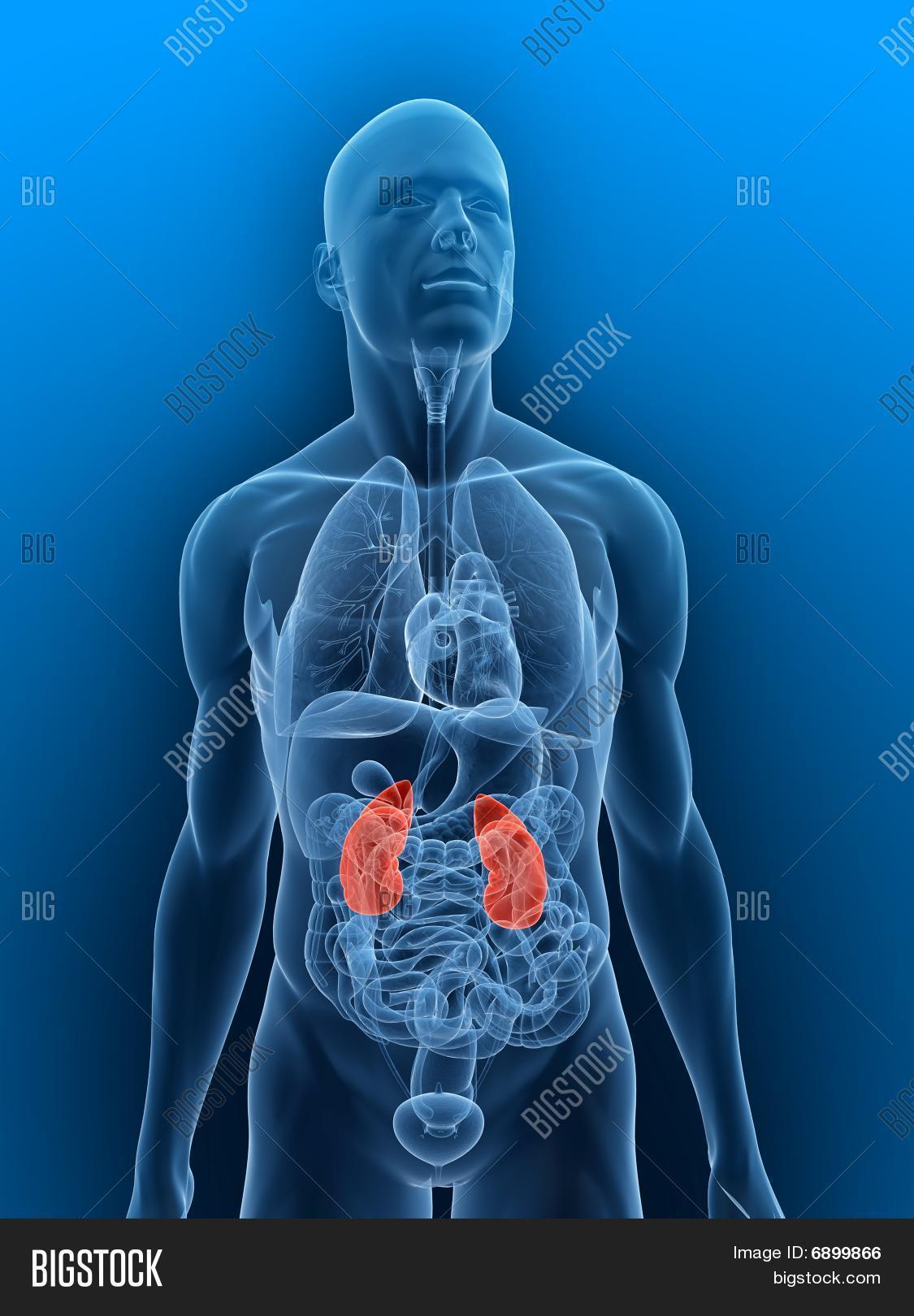 Inflamed Kidneys Image & Photo (Free Trial) | Bigstock