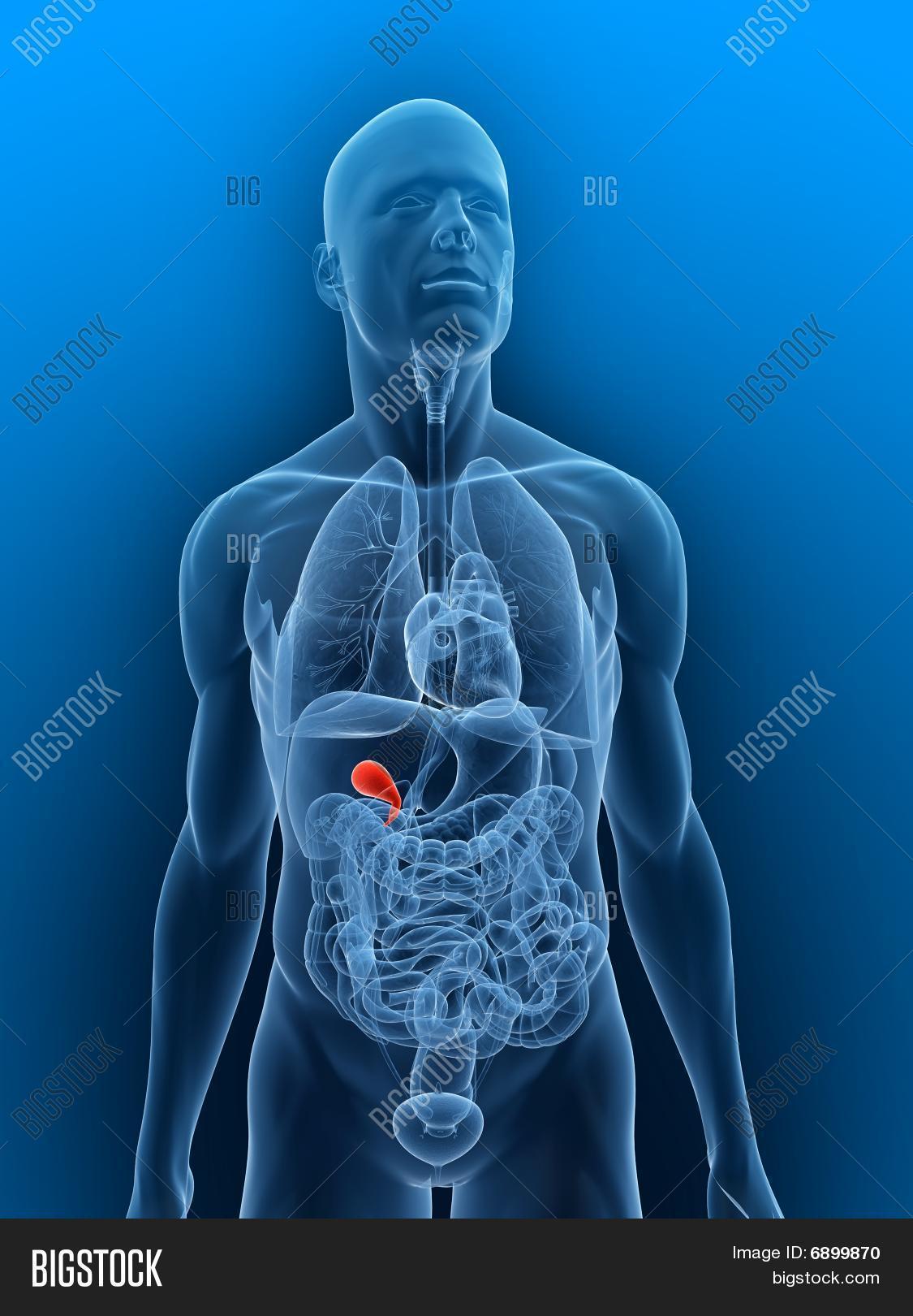 Inflamed Gallbladder Image & Photo (Free Trial) | Bigstock