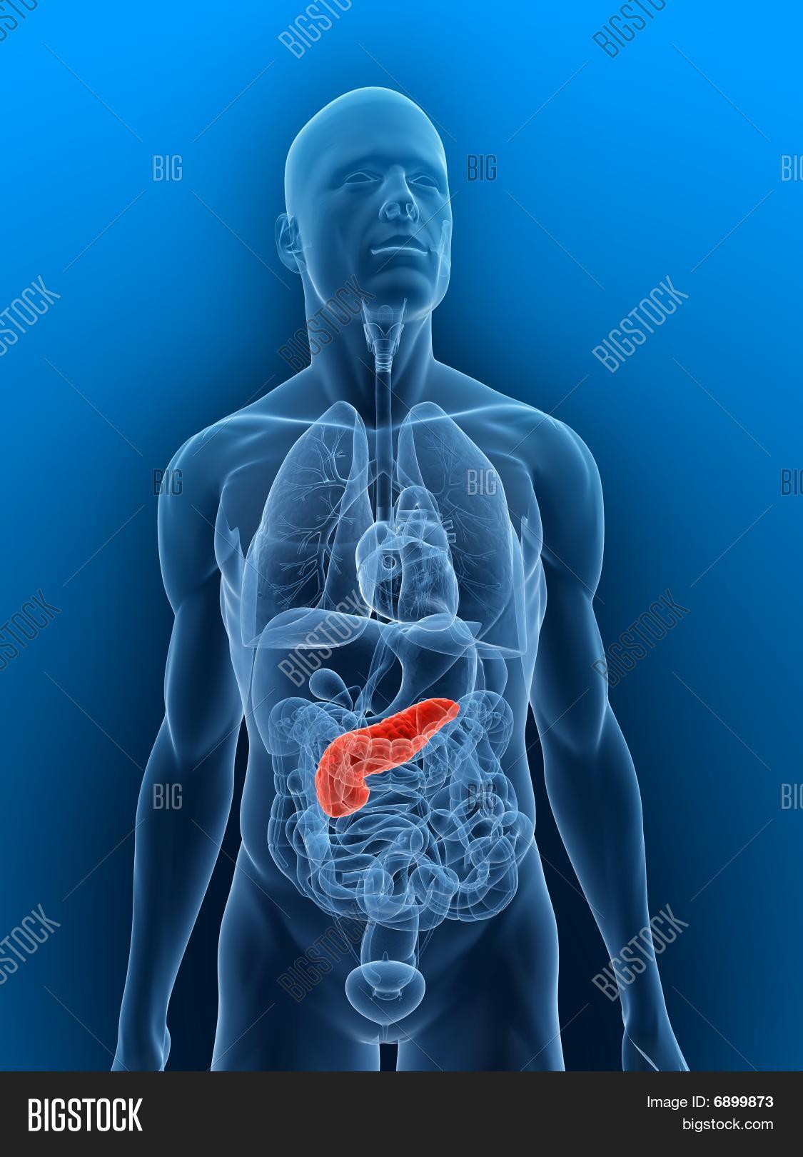 Inflamed Pancreas Image & Photo (Free Trial) | Bigstock