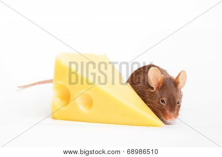 Mouse Happiness Image & Photo (Free Trial) | Bigstock