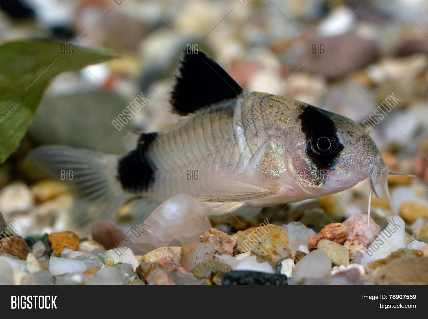 Corydoras Fish Image & Photo (Free Trial) | Bigstock