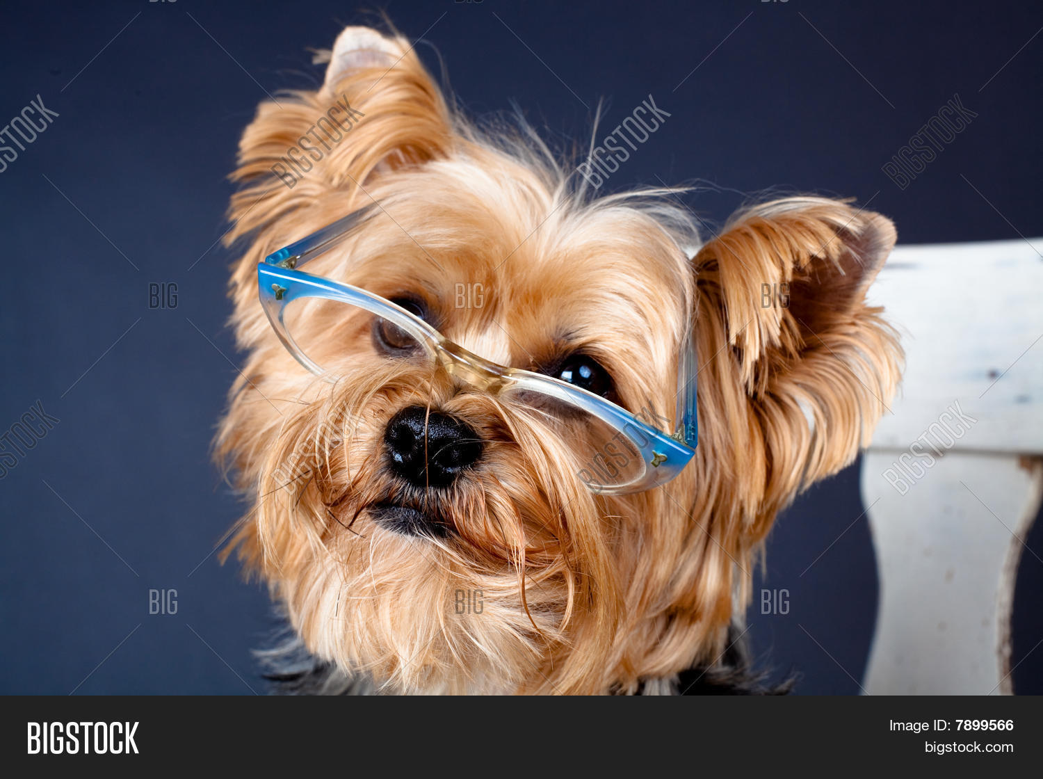 Are Yorkshire Terriers Smart