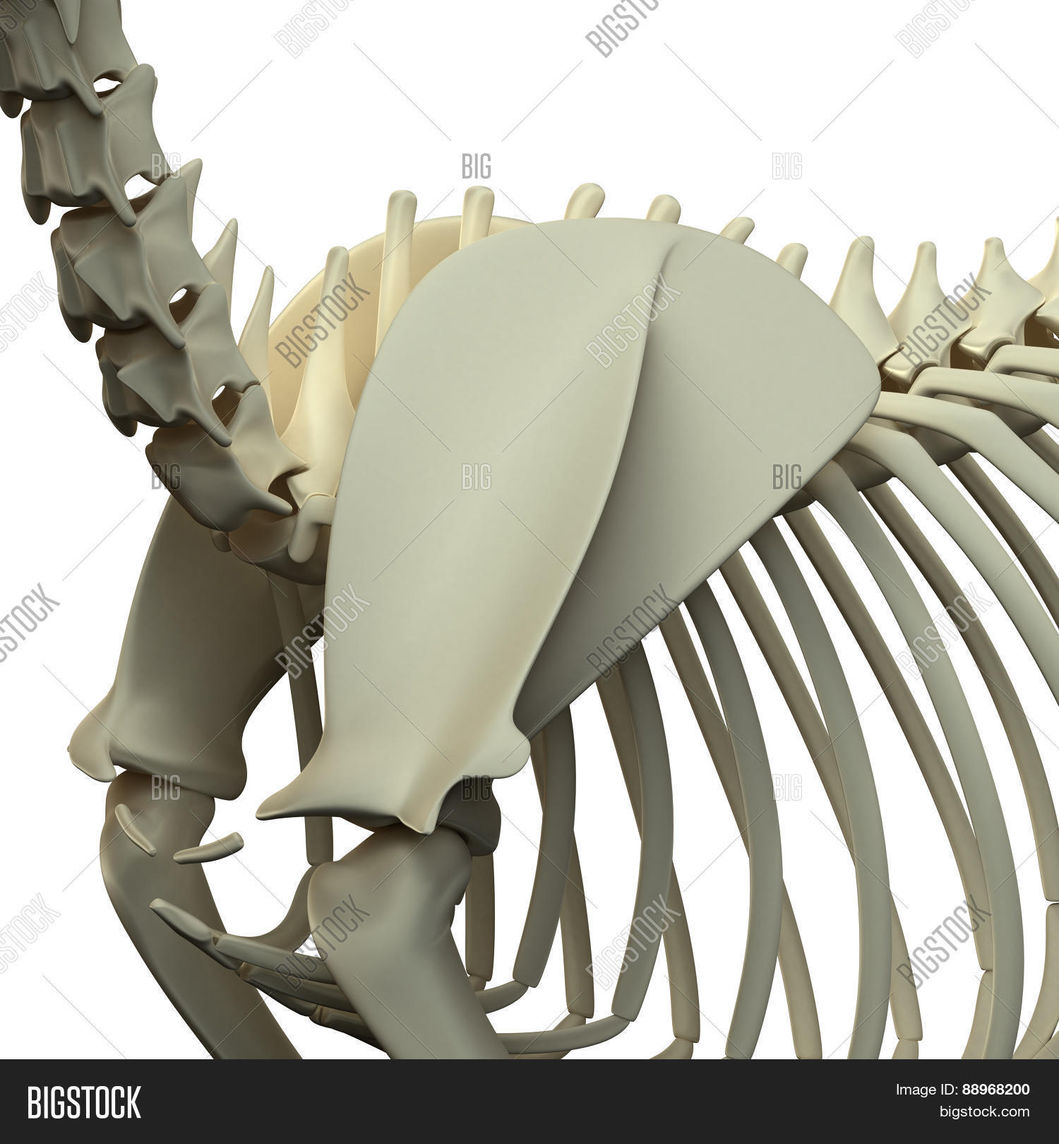 Cat Scapula Anatomy - Image & Photo (Free Trial) | Bigstock