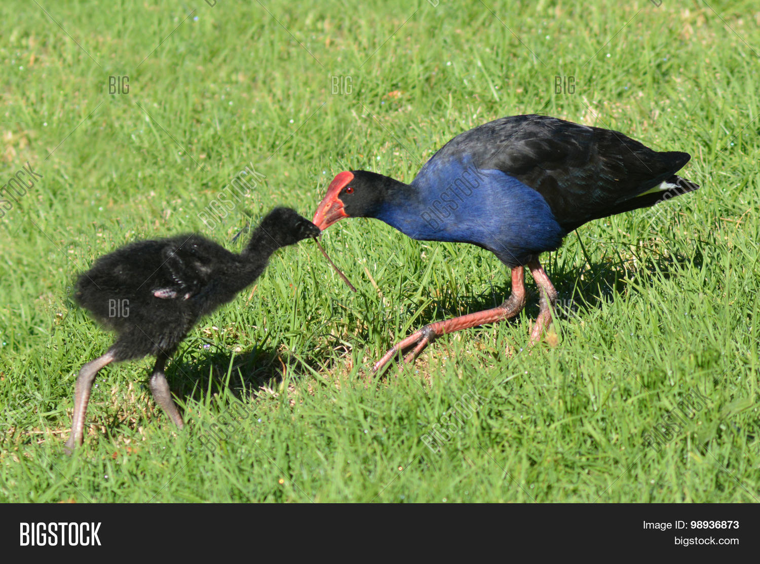 Pukeko - New Zealand Image & Photo (Free Trial) | Bigstock