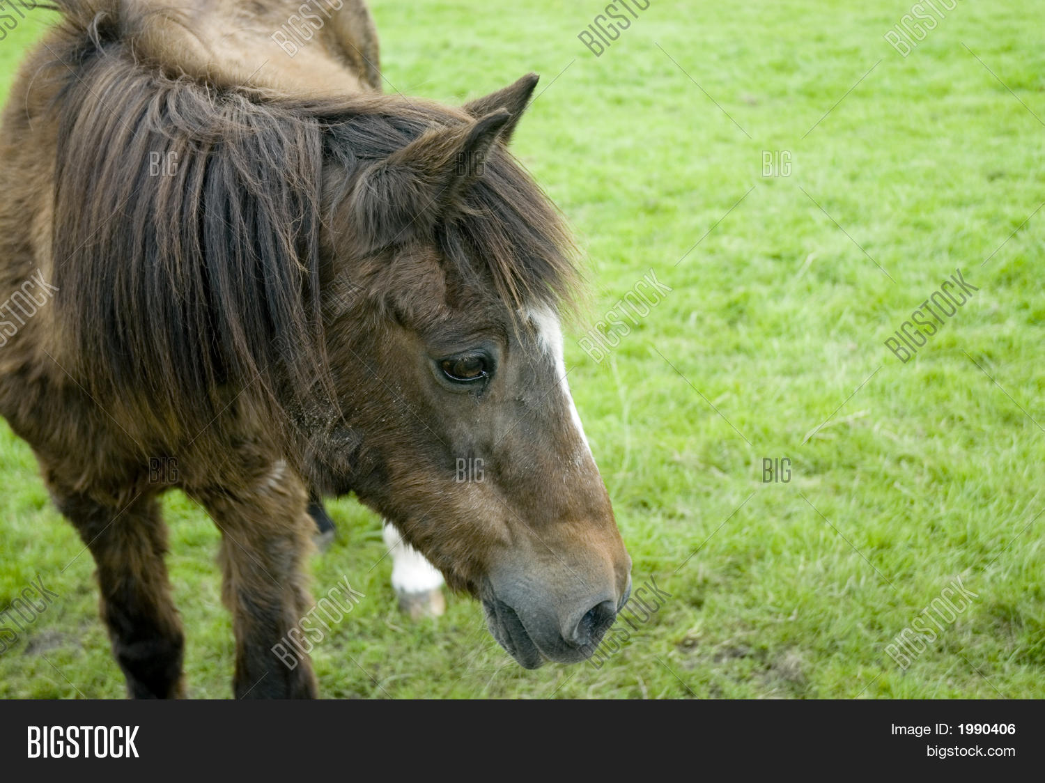 Very Tired Old Horse Image & Photo (Free Trial) | Bigstock