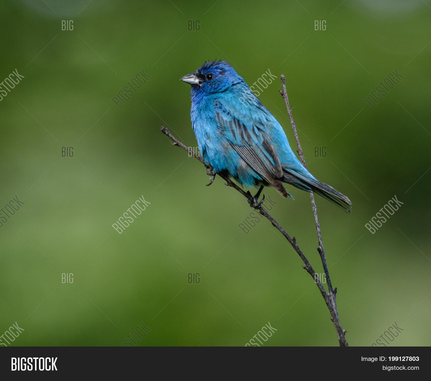 Juvenile Indigo Bunting Pictures