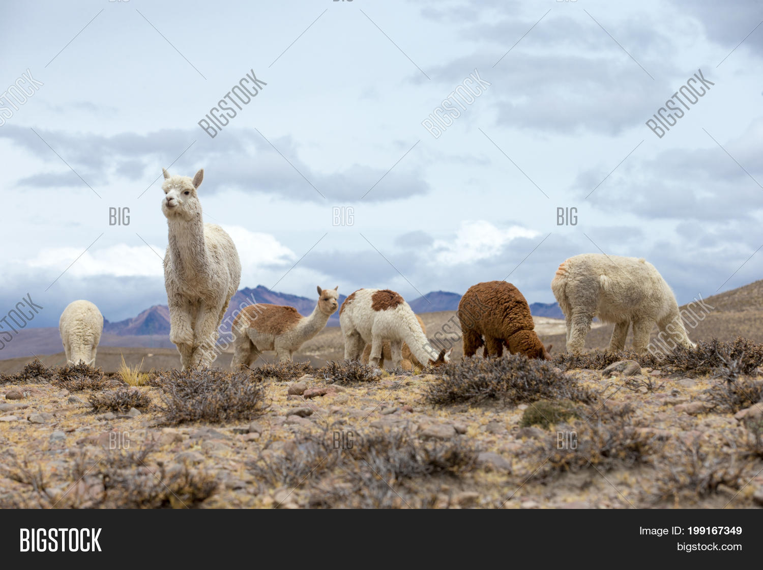 Lamas Andes,Mountains Image & Photo (Free Trial) | Bigstock