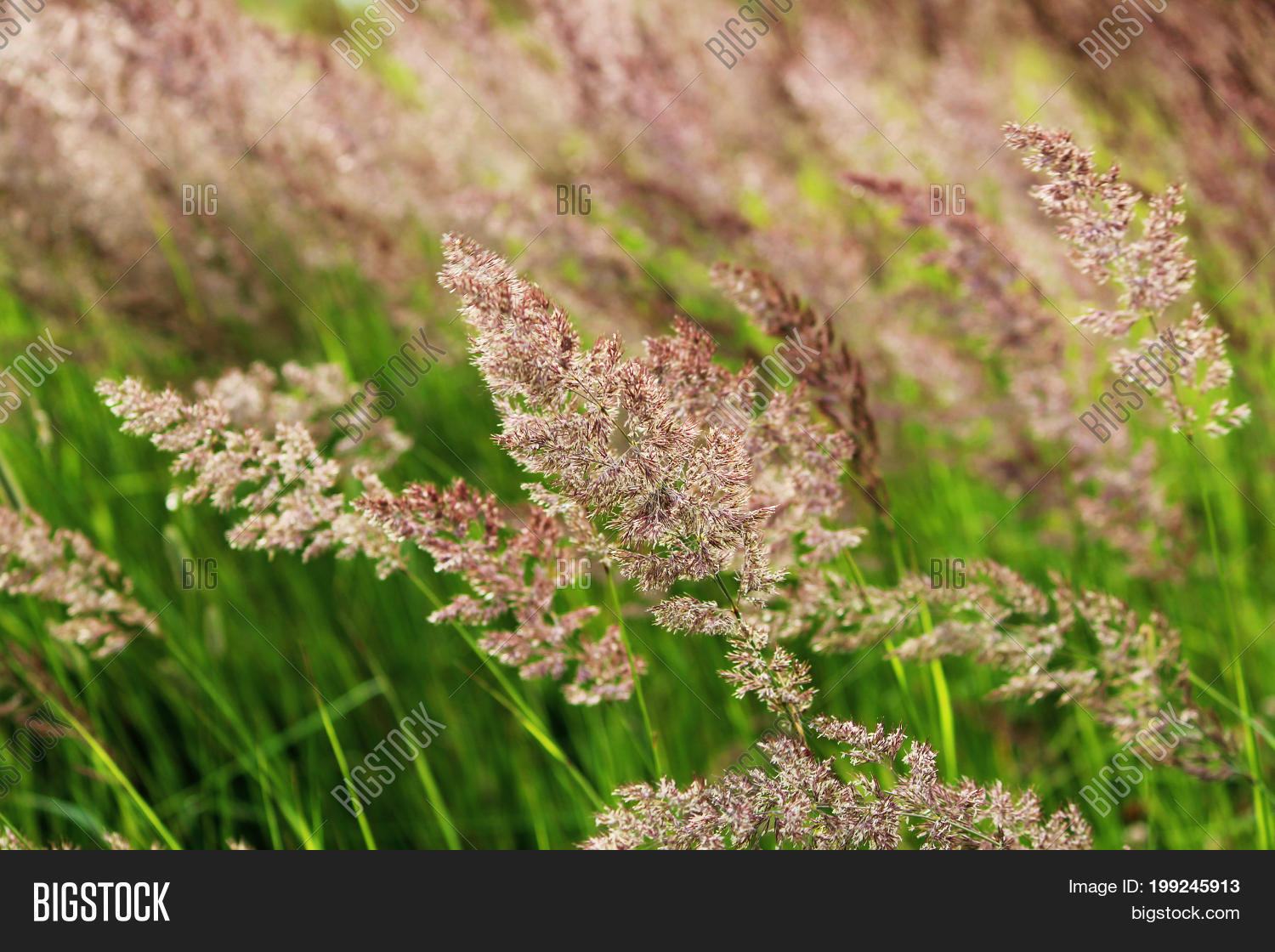Tuft Grass Image And Photo Free Trial Bigstock