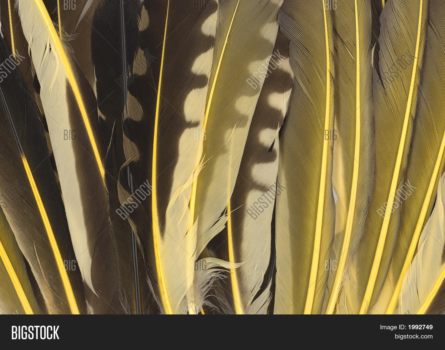 Beautiful Eastern Image & Photo (Free Trial) | Bigstock