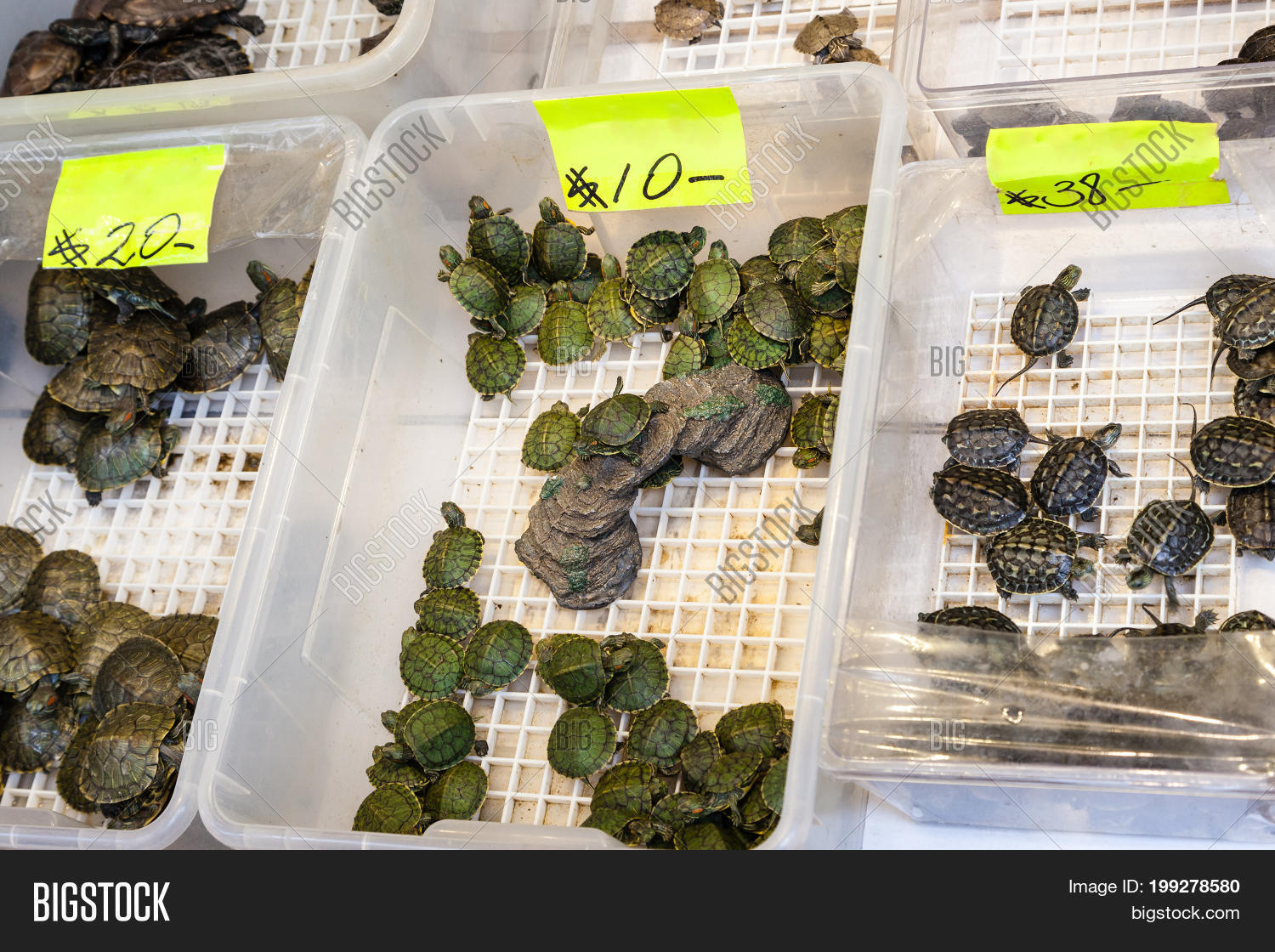 Sale Pet Turtles One Image & Photo (Free Trial) | Bigstock