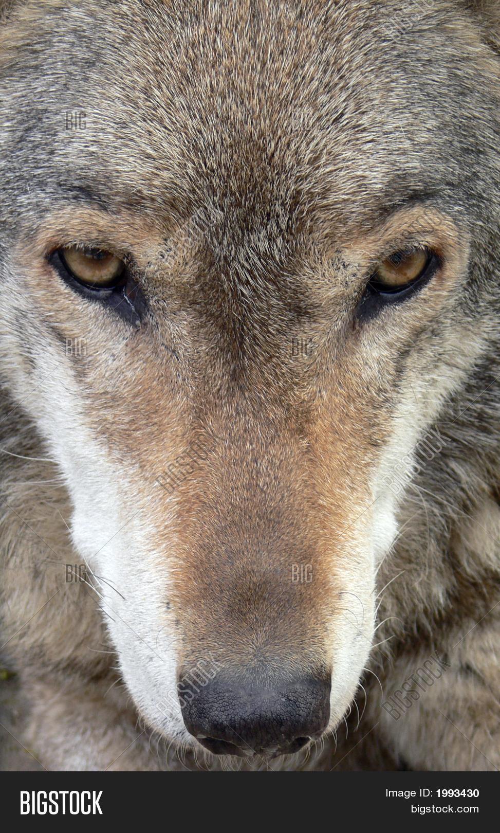 Wolf Face Close- Image & Photo | Bigstock