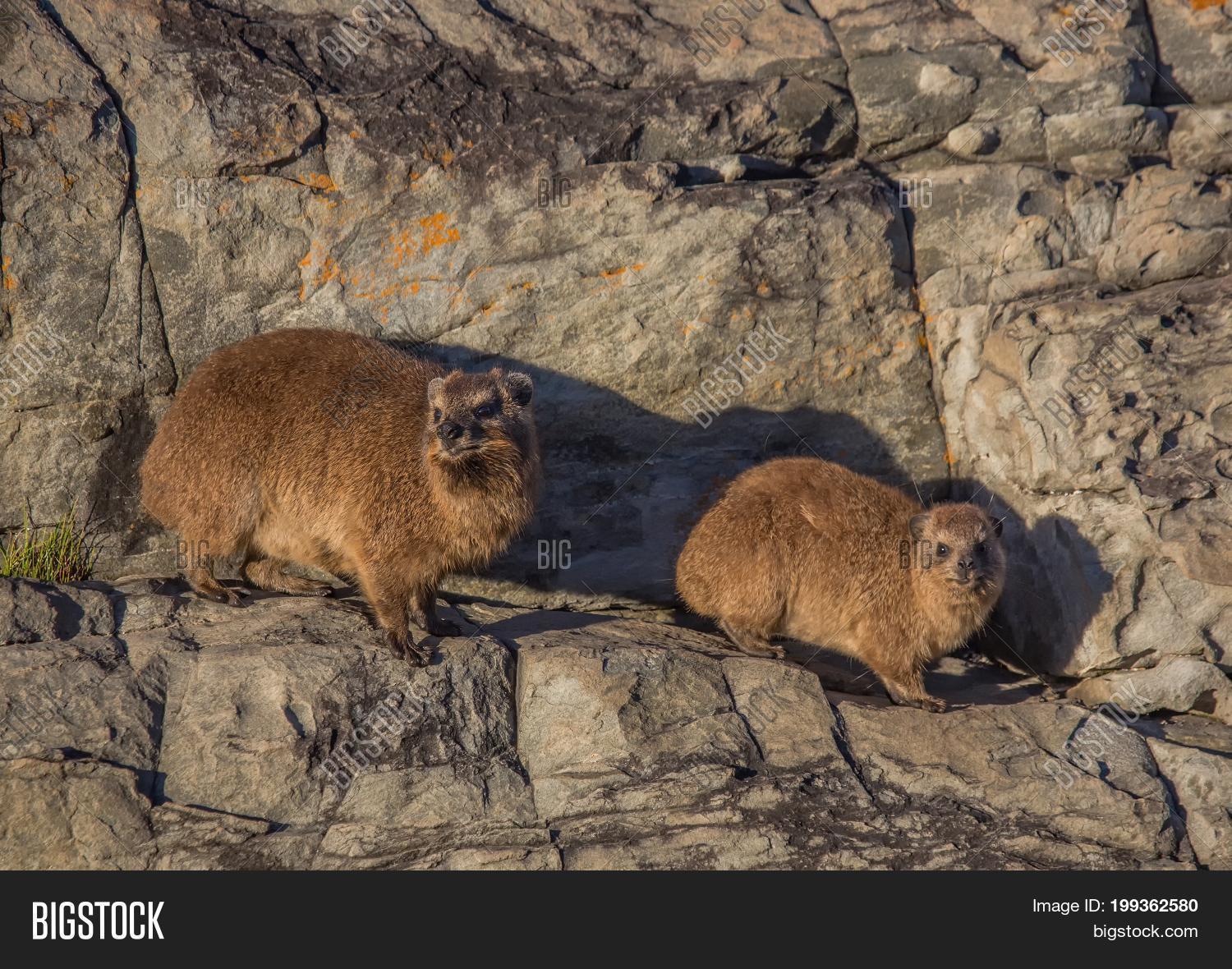 Sun Bathing Rock Hyrax Image & Photo (Free Trial) | Bigstock