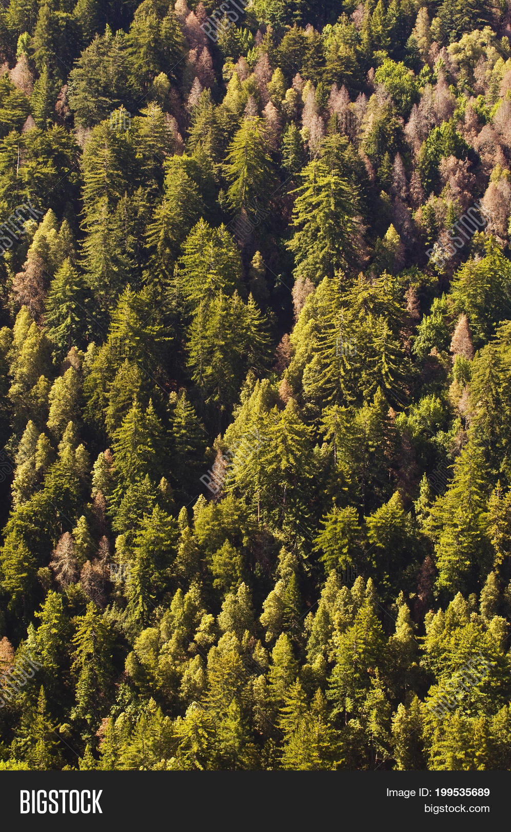 Alive Dead Redwoods Image & Photo (Free Trial) | Bigstock