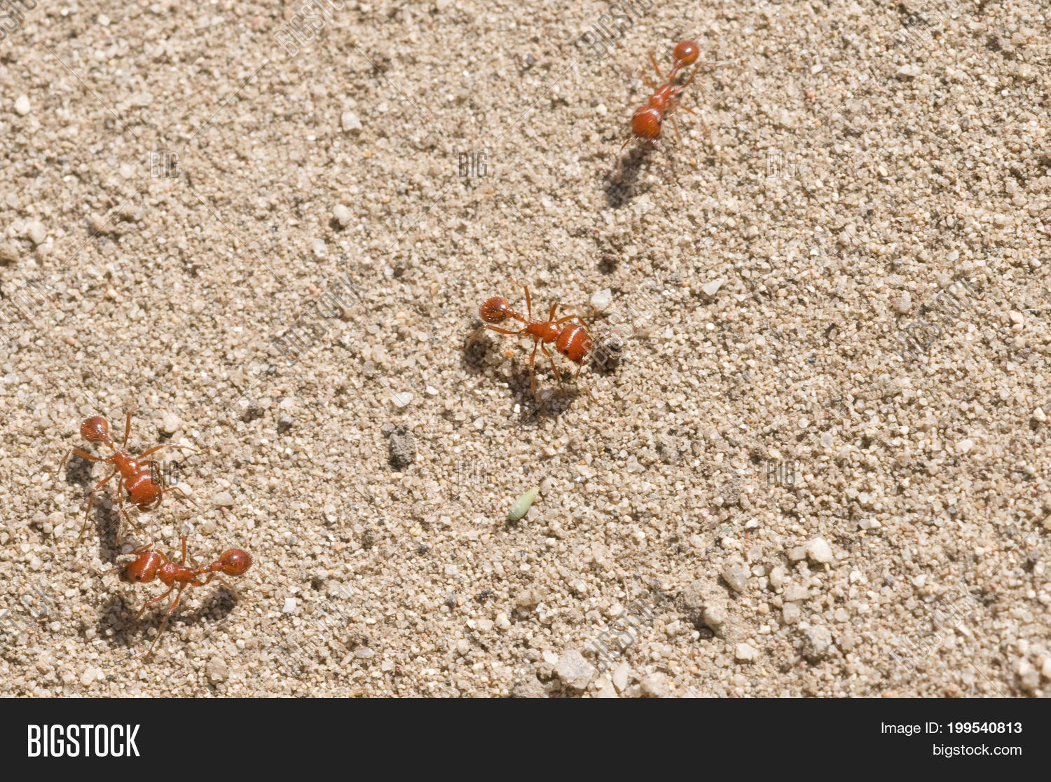 Fire Ants Walking On Image & Photo (Free Trial) | Bigstock