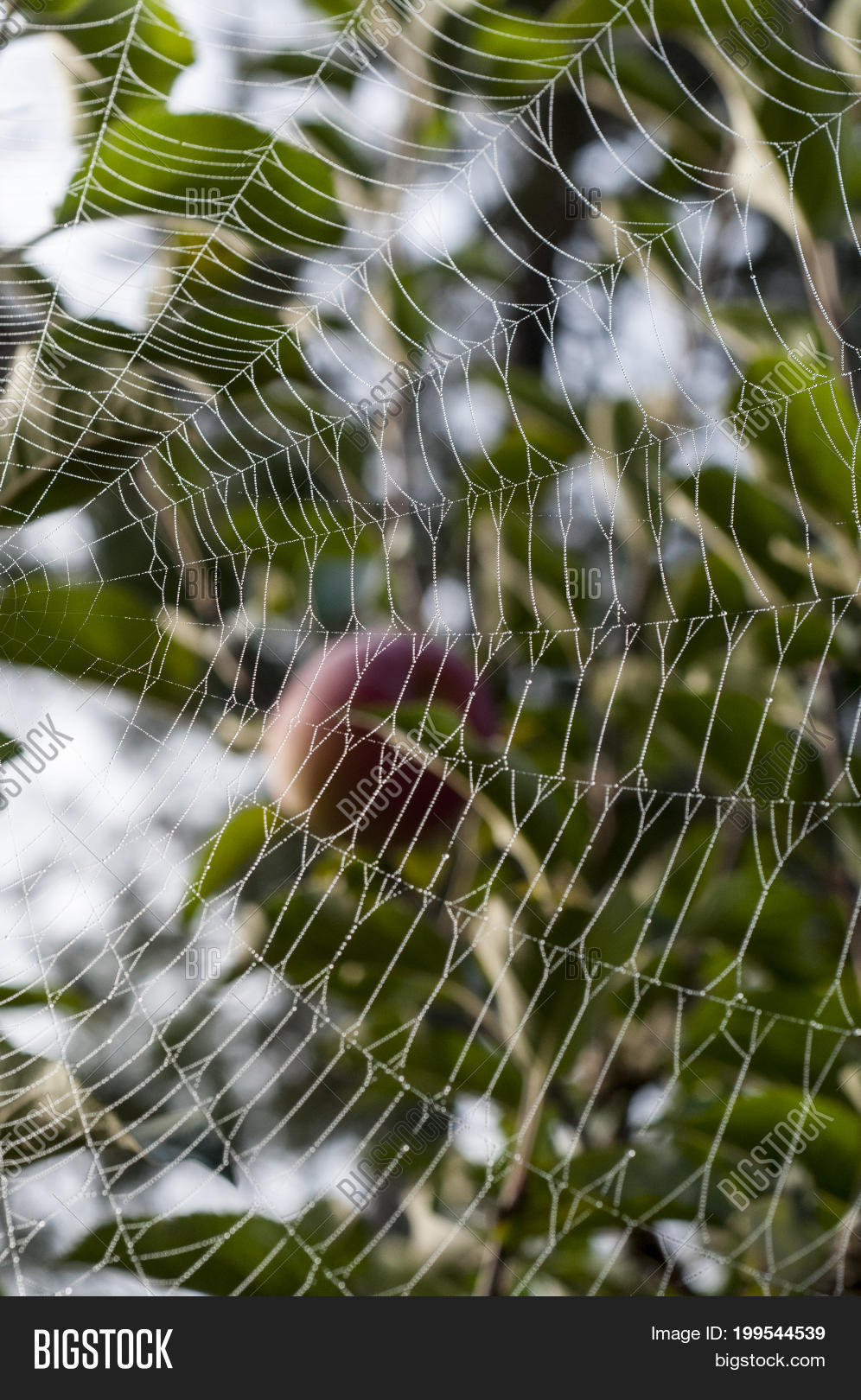 Spider's Web Hanging Image & Photo (Free Trial) | Bigstock