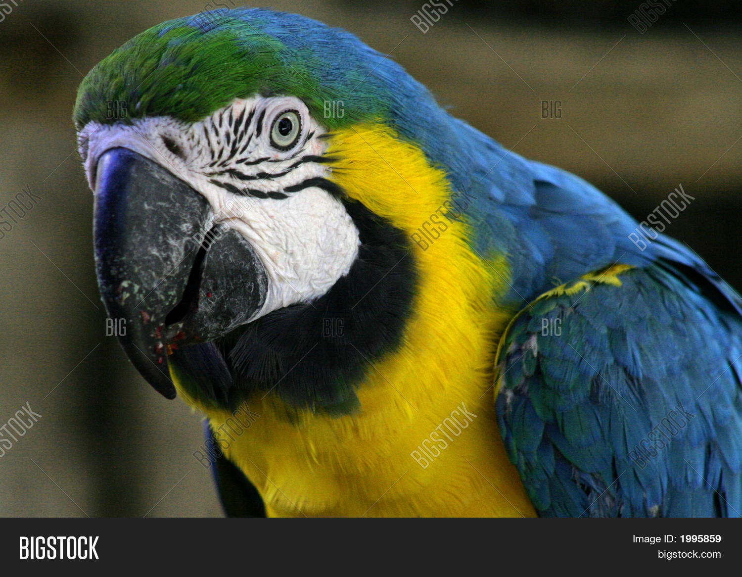 Pretty Polly Image & Photo (Free Trial) | Bigstock