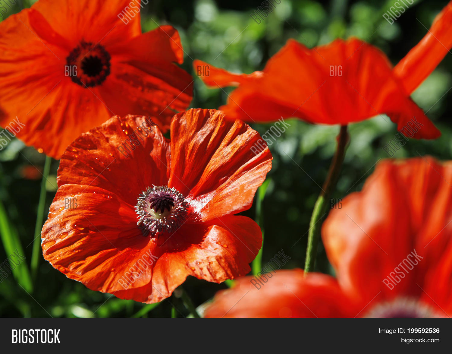 Poppies. Red Poppies Image & Photo (Free Trial) | Bigstock