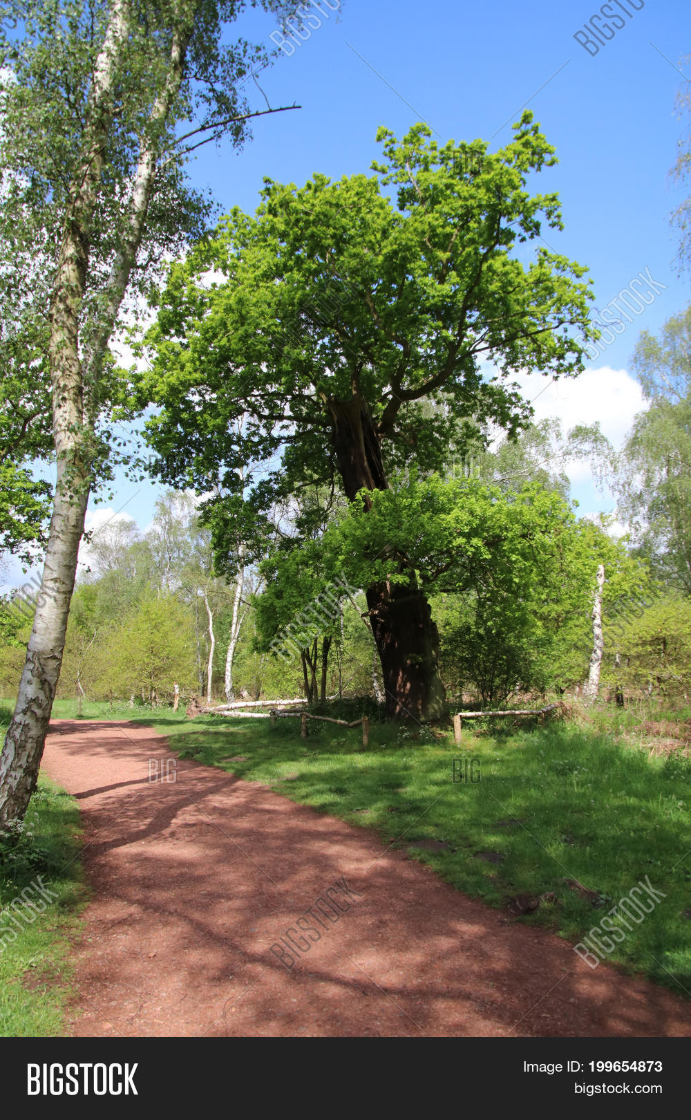 Very Old Oak Tree Image & Photo (Free Trial) | Bigstock