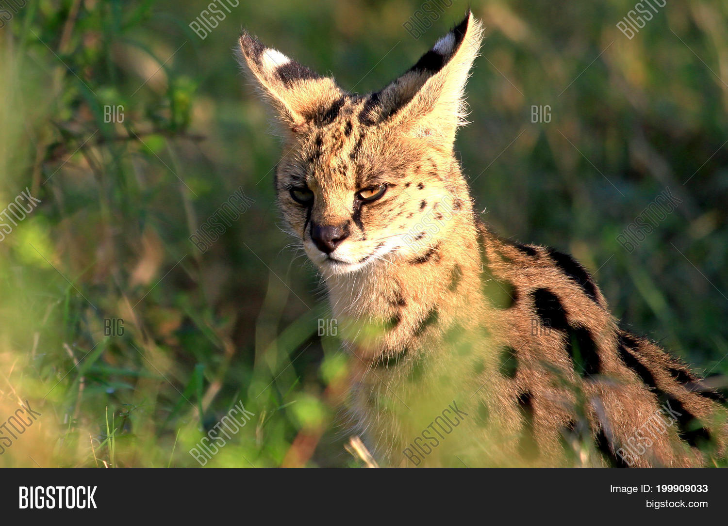 Serval Cat ( Image & Photo (Free Trial) | Bigstock