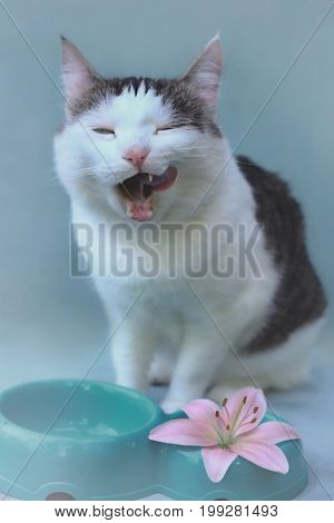 White Cat Eating Food Image & Photo (Free Trial) | Bigstock
