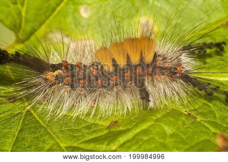 Big Hairy Larva Image & Photo (Free Trial) | Bigstock