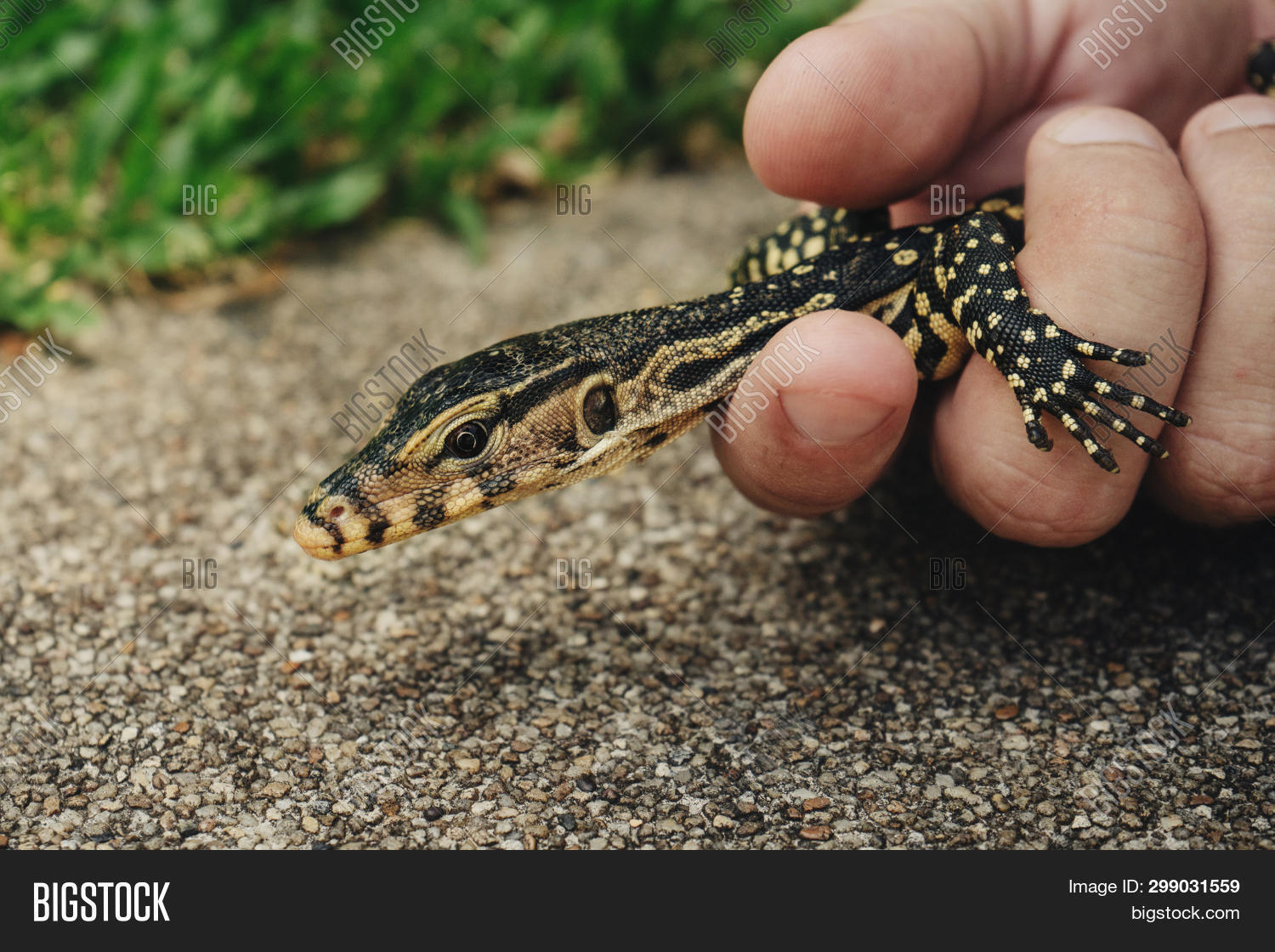 Baby Water Monitor Lizard