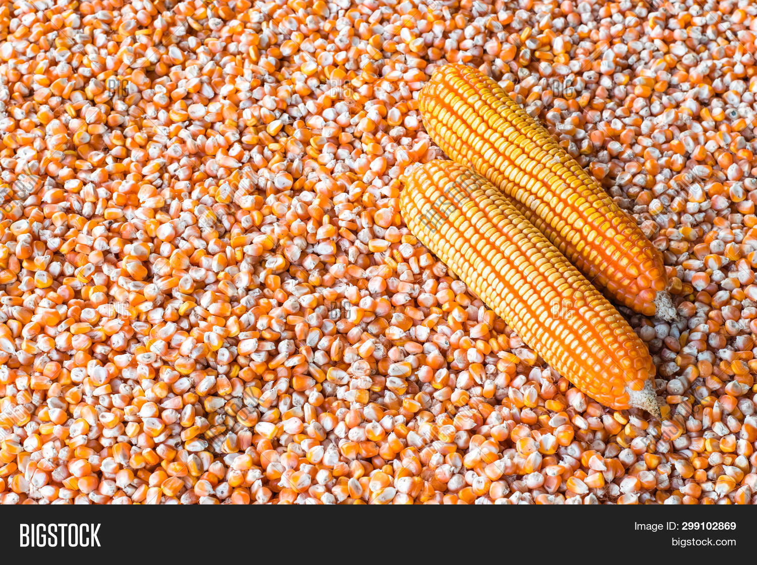 Corn Pile Cob On Corn Image & Photo (Free Trial) | Bigstock
