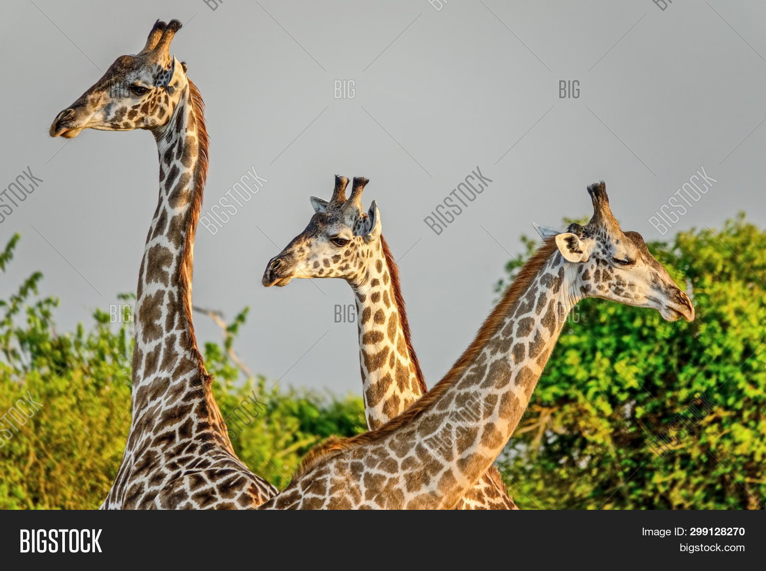 Giraffe Family. Image & Photo (Free Trial) | Bigstock