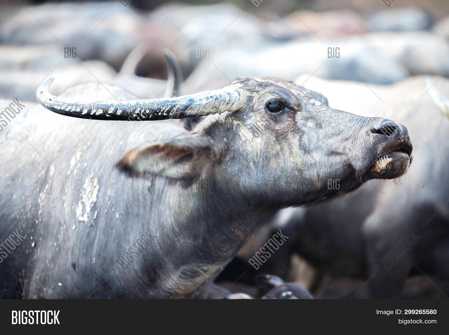 Side View Buffalo Head Image & Photo (Free Trial) | Bigstock