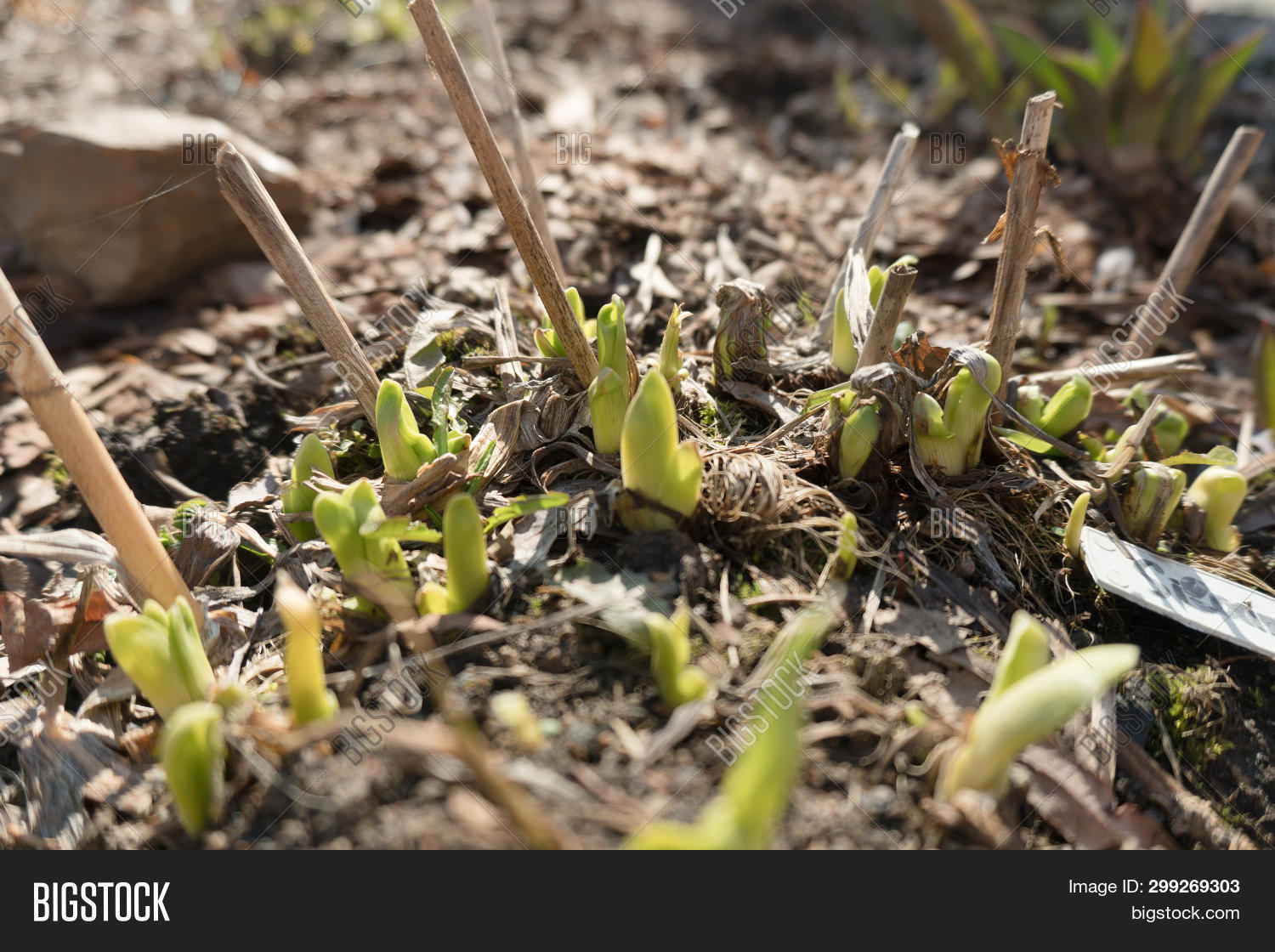 Sprouting Plants Image & Photo (Free Trial) | Bigstock