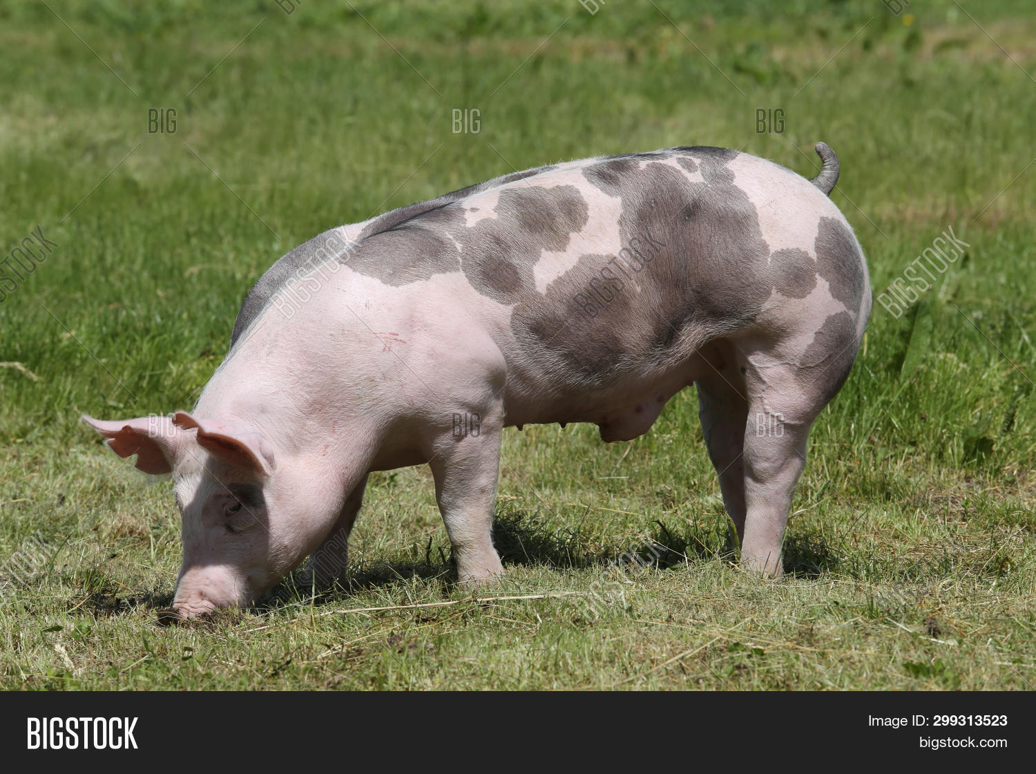 Duroc Breed Piglet Image & Photo (Free Trial) | Bigstock