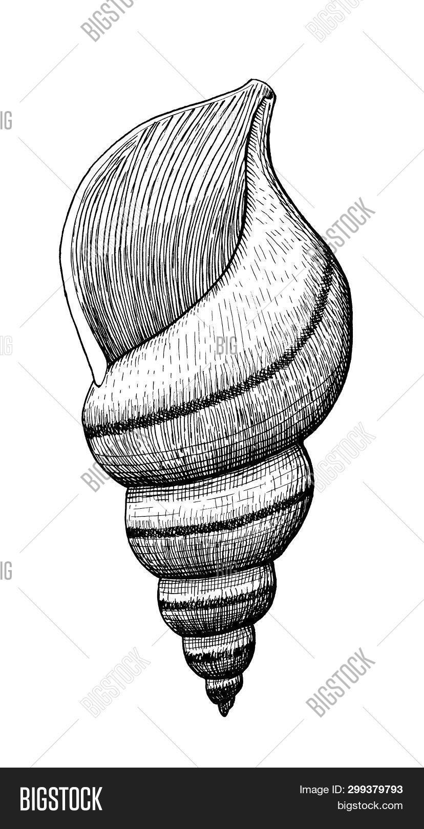 Sea Shell, Ink Hand Image & Photo (Free Trial) | Bigstock