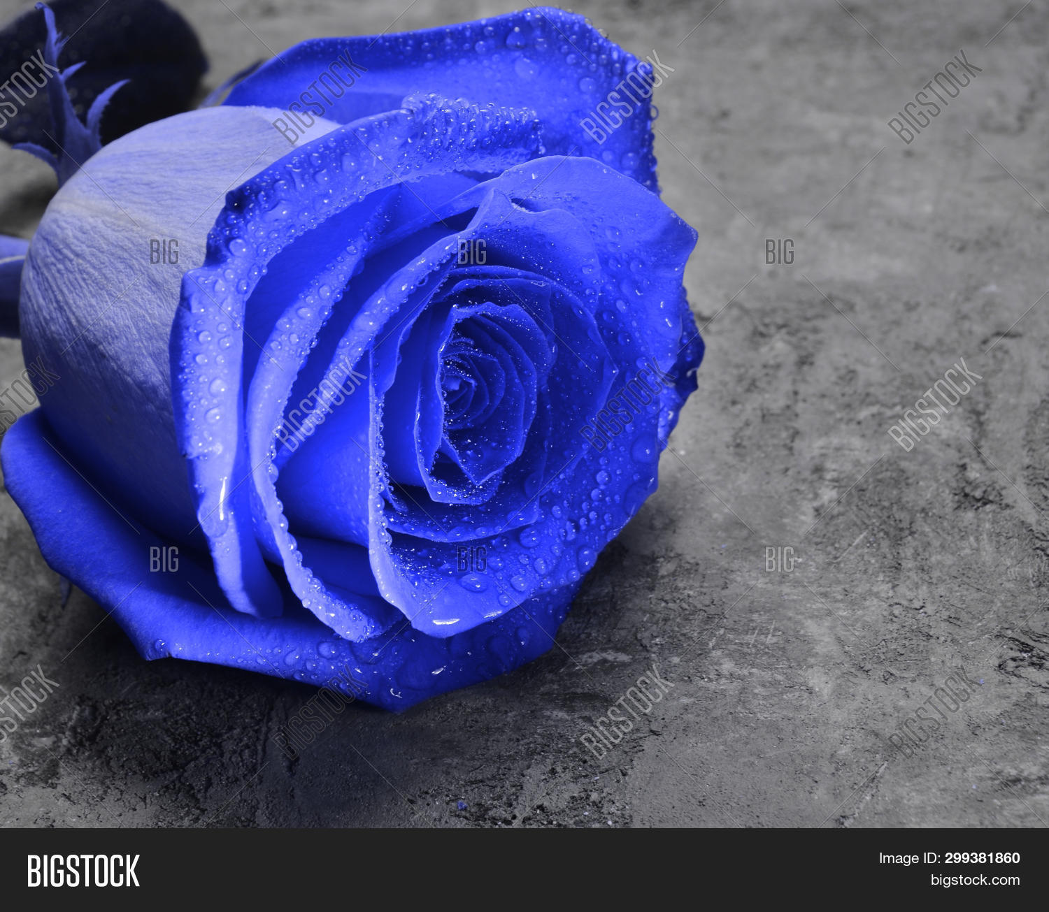 One Blue Rose Drops Image & Photo (Free Trial) | Bigstock