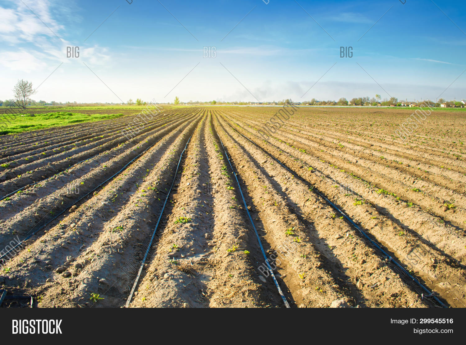 Rows Young Potatoes Image & Photo (Free Trial) | Bigstock