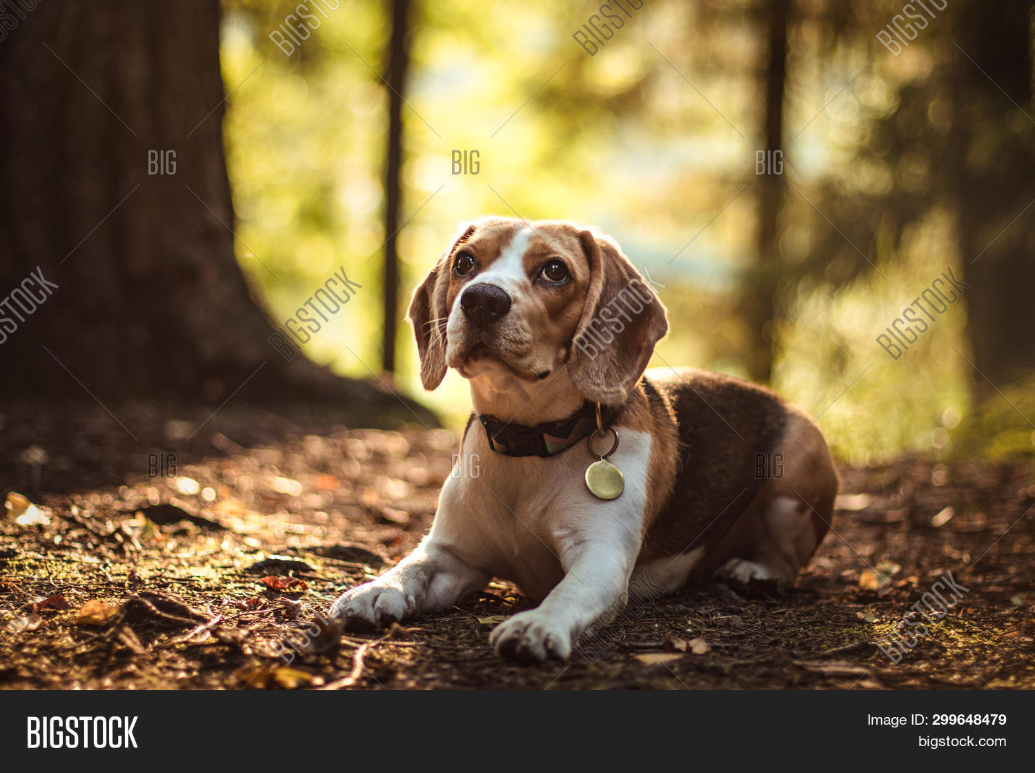 Beautiful Dog Hunter Image & Photo (Free Trial) | Bigstock