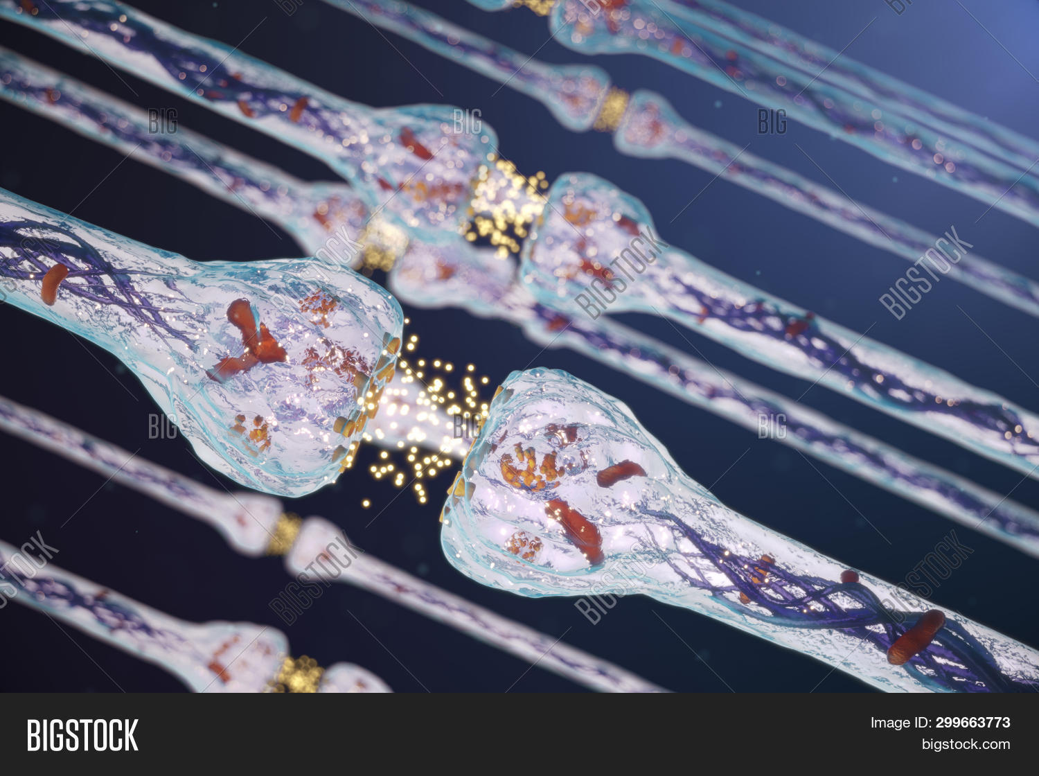 Synaptic Transmission Image & Photo (Free Trial) | Bigstock