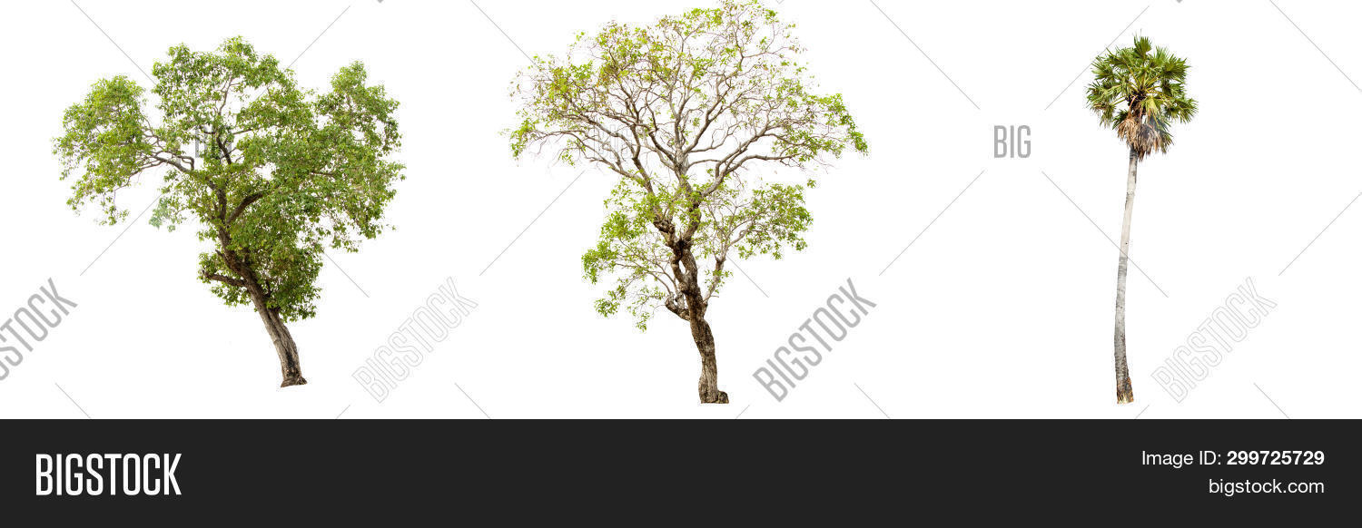 Collection Isolate Image & Photo (Free Trial) | Bigstock