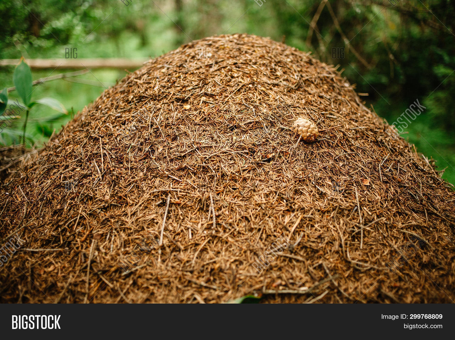 Giant Anthill Built By Image & Photo (Free Trial) | Bigstock