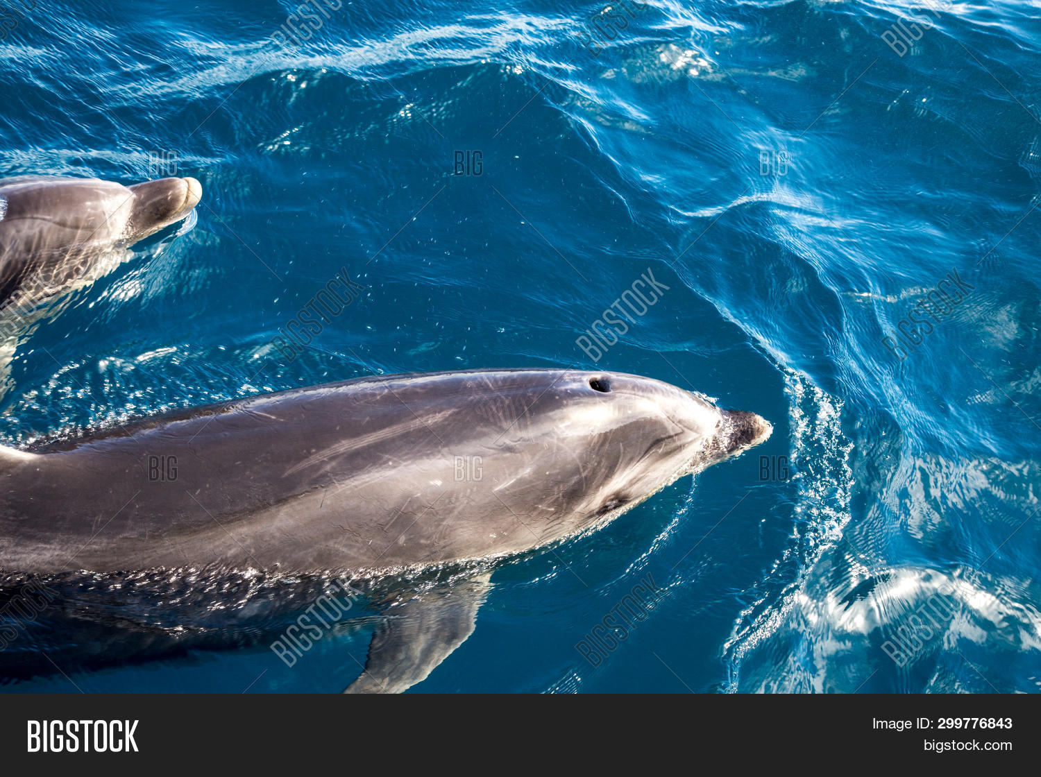 Mother Baby Dolphin Image & Photo (Free Trial) | Bigstock