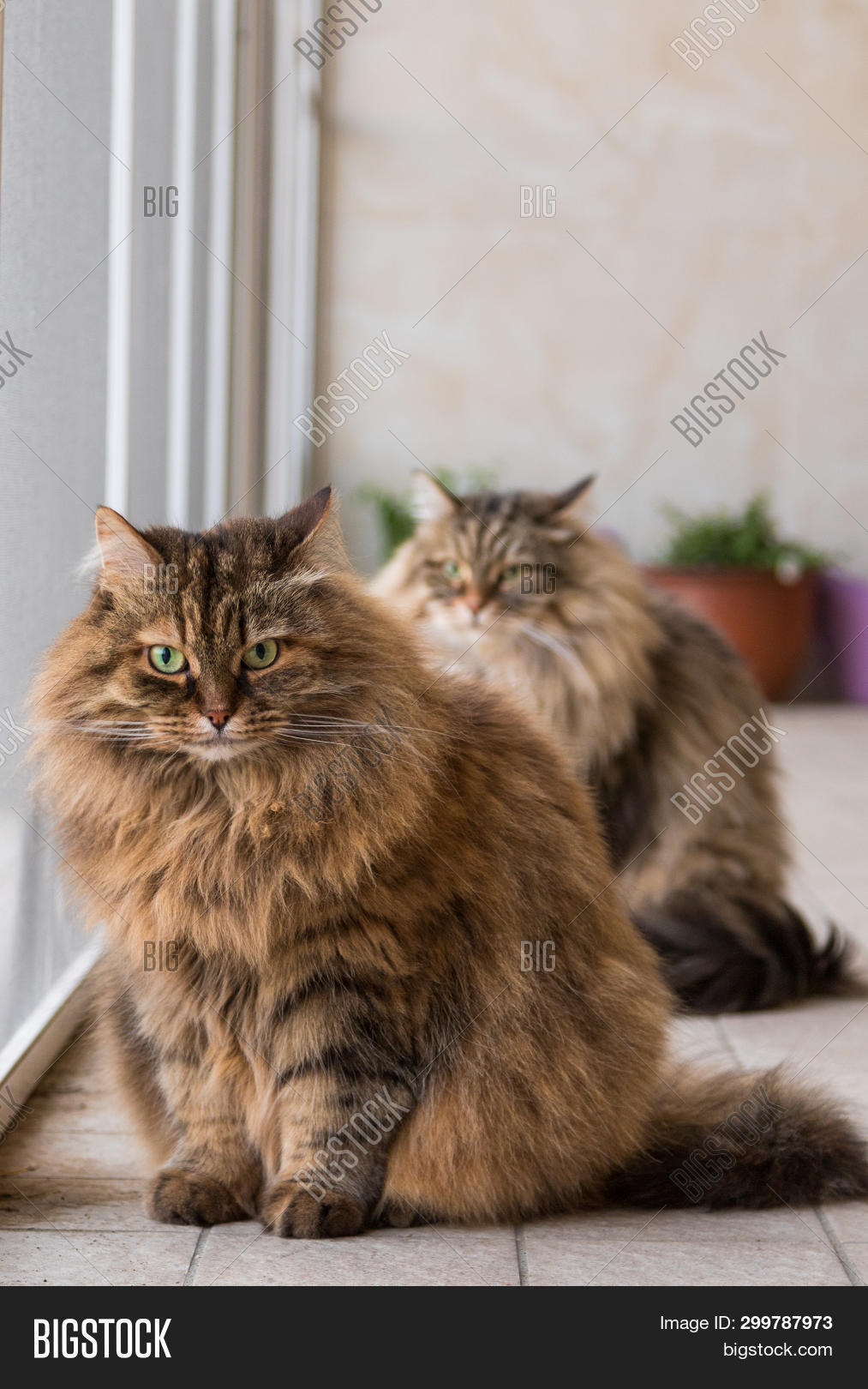 Cute Long Haired Cat Image & Photo (Free Trial) | Bigstock