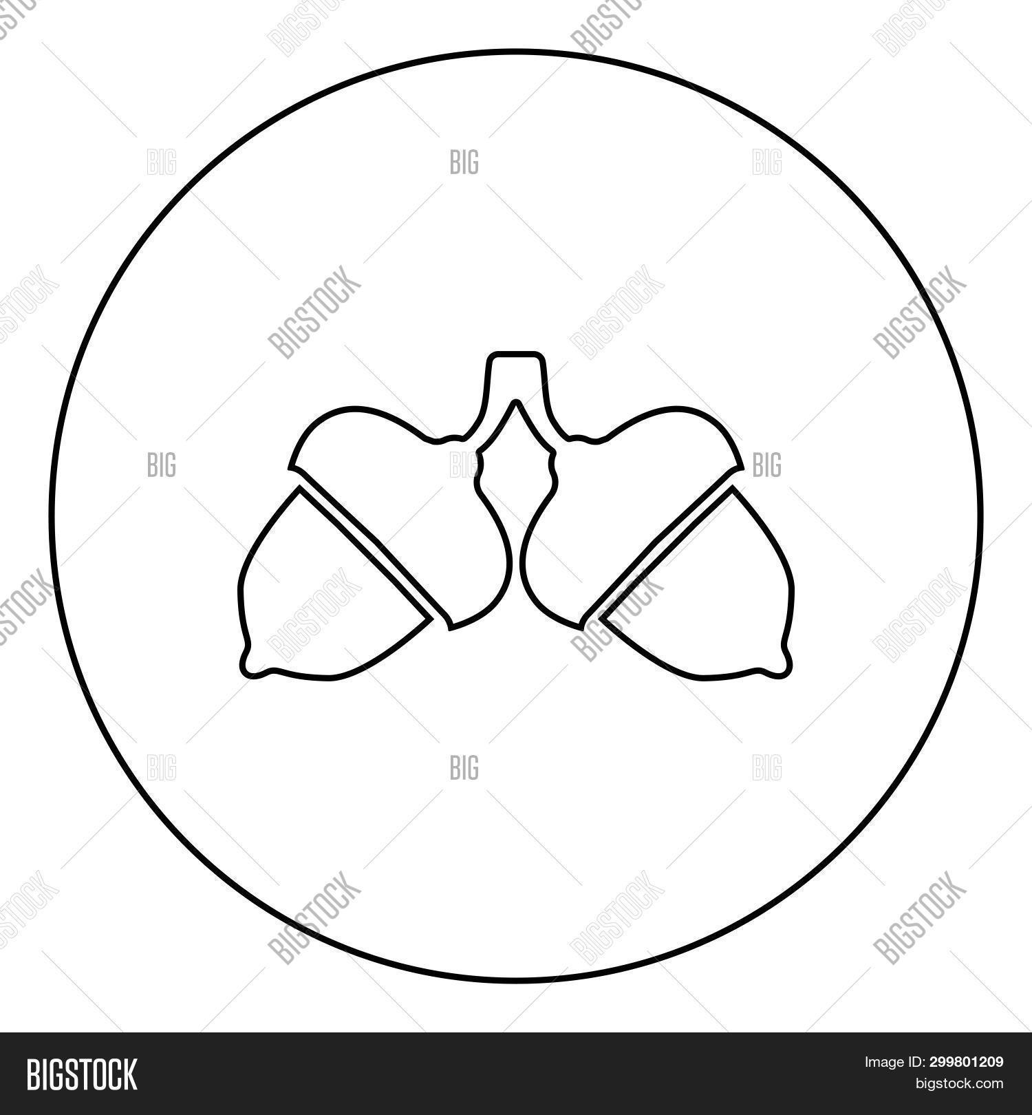 Two Acorn Icon Circle Vector & Photo (Free Trial) | Bigstock