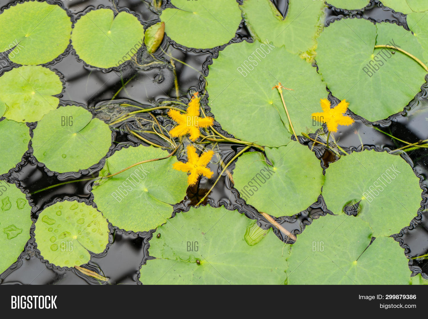 Yellow Water Snowflake Image & Photo (Free Trial) | Bigstock