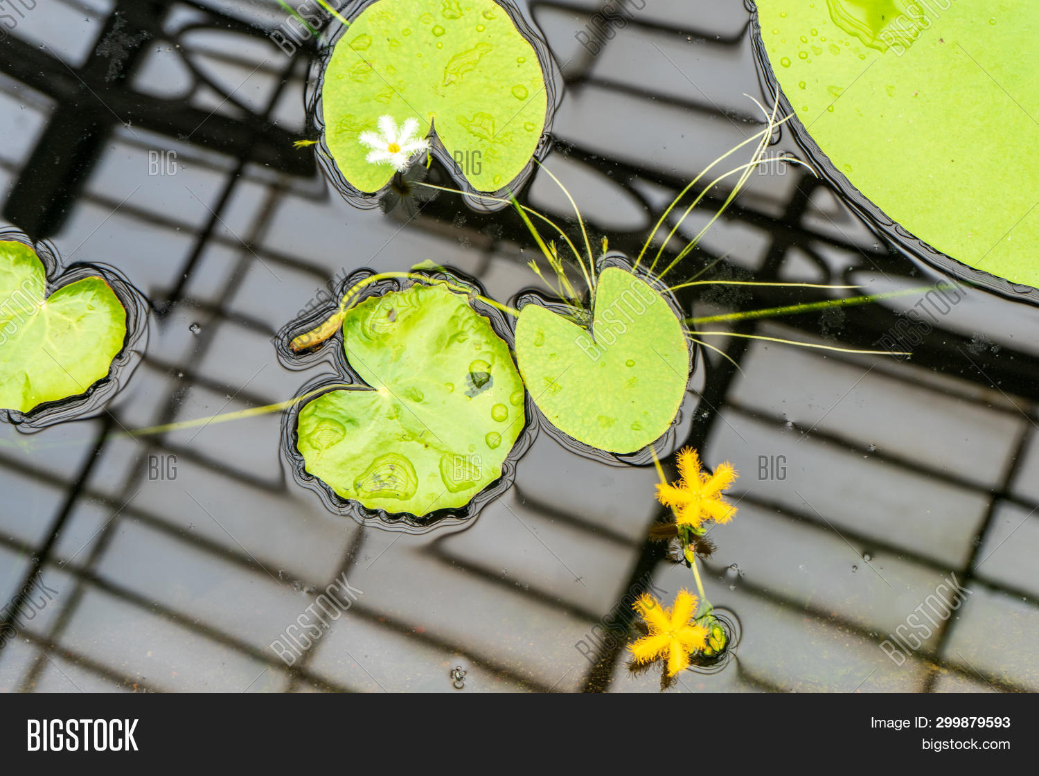 Yellow Water Snowflake Image & Photo (Free Trial) | Bigstock