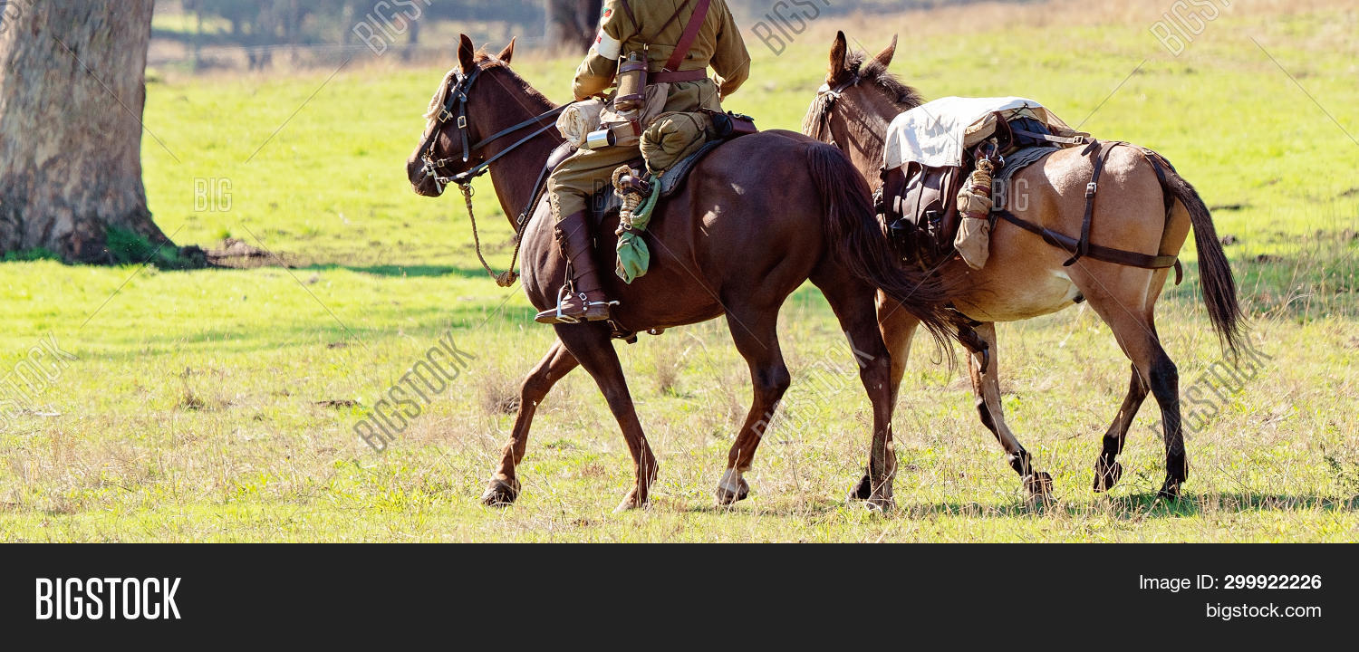 First Aid Donkey Being Image & Photo (Free Trial) | Bigstock